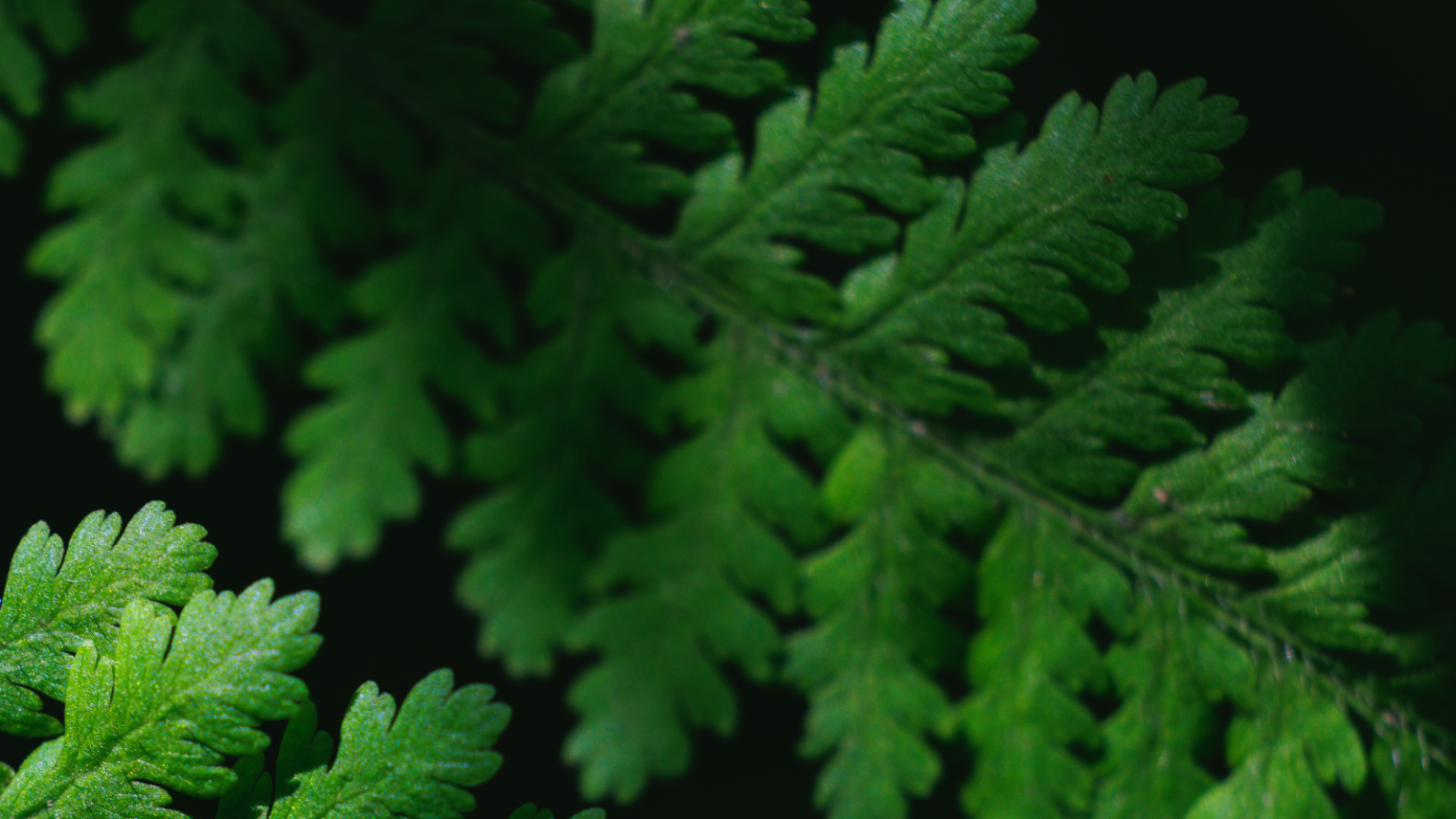 Pine Gate Renewables and Brookfield Close $300 Million Loan Facility ...