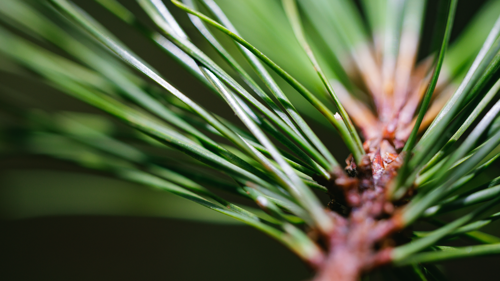 News – Pine Gate Renewables