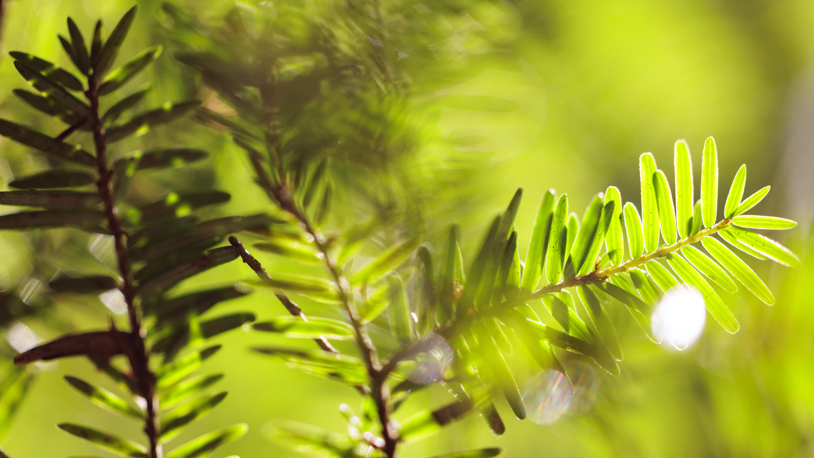Rio Lago - Pine Gate Renewables